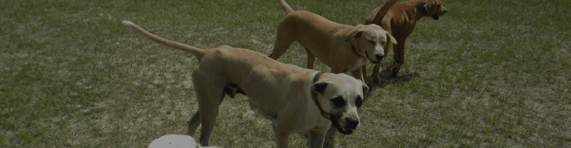 Spay or Neuter Area Map - Georgia Counties - The Rescue Ranch